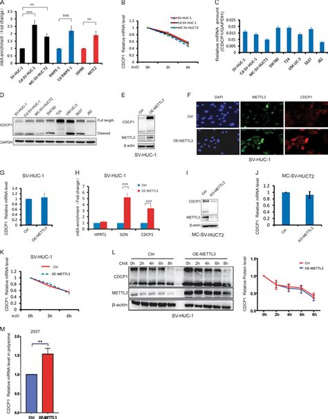 Mettl3 Promotes Cdcp1 Mrna M⁶a Modification And Translation A M⁶a