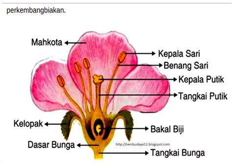 Tugas Biologi Bagian Bagian Bunga Dan Fungsinya Caramujarab