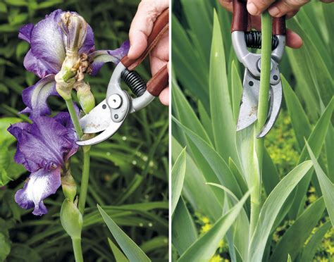Bearded Iris Growing Guide Garden Gate