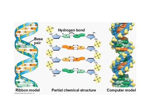 DNA and the Language of Life - ppt download