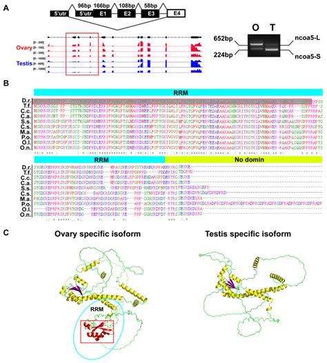 Comprehensive Transcriptome Analysis Reveals Sex Specific Alternative