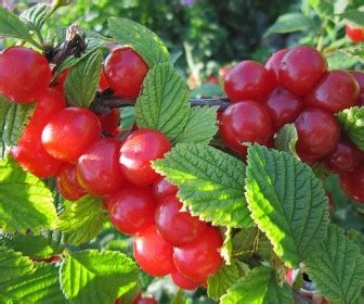 Саженцы войлочной вишни Купить