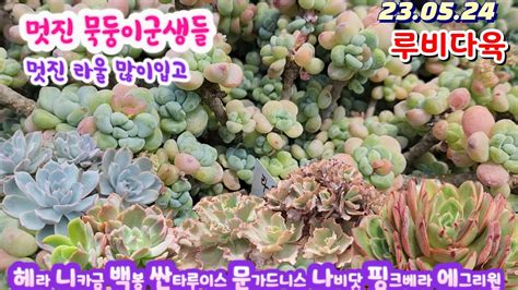 루비다육4묵둥이라울 헤라 양로 핑크폴로라 둥근잎 씨플러스 호피방울복랑금 싼타루이스 핑클루비 니카금 꽃피는염좌 백봉 라우톱 러우금 홍공작철화 나비닷 문가드니스 Youtube