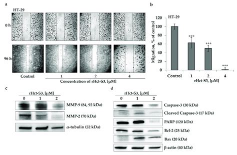 Effects Of Rhct S3 On Migration Of Ht 29 Cells Mmps And Apoptotic