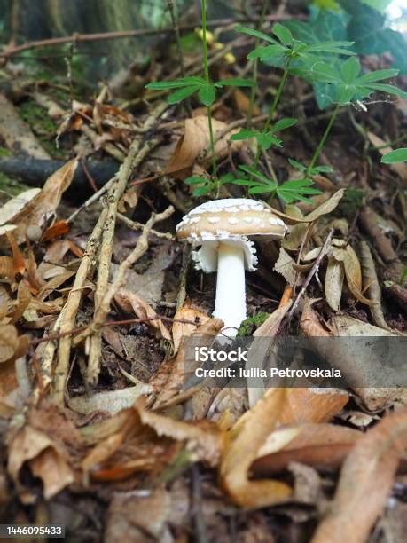 파라솔 버섯 Macrolepiota Procera는 샴 피뇽 가족의 버섯 종입니다 과일 몸체는 모자 모양의 중앙입니다 Saprotroph 숲과 가장자리의 가벼운 숲에있는