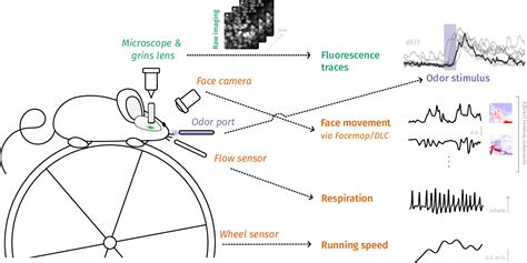 Figure 1 From A Perspective On Neuroscience Data Standardization With Neurodata Without Borders
