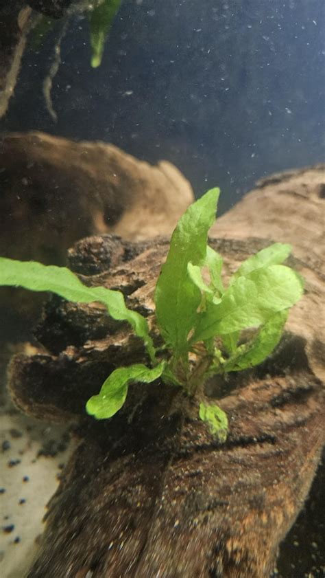 Whats Going On With This Java Fern Raquariums