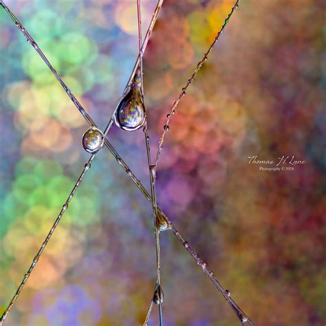 Member Profile Tom Lane — The School Of Photography Courses Tutorials And Books