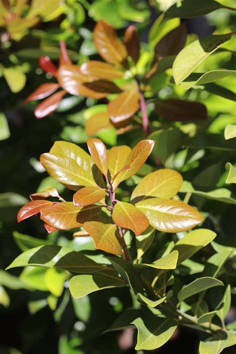 Retail Machilus Thunbergii Cistus Nursery