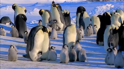 საიმპერატორო პინგვინები გადაშენების პირას არიან Youtube