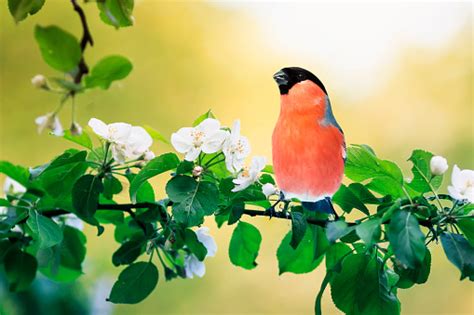 흰색 향기로운 싹 꽃 사과 나무의 지점에 5 월 정원에 앉아 작은 귀여운 빨간 새 황소 핀치와 봄 자연 배경 올드월드불핀치에 대한 스톡 사진 및 기타 이미지 Istock