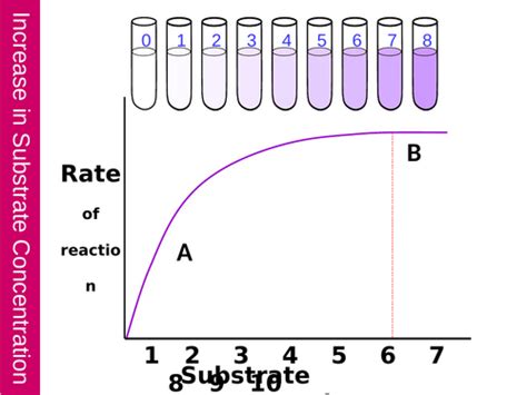 Effect Of Substrate Concentration On The Rate Of An Enzyme Controlled Reaction 2025 Ppt
