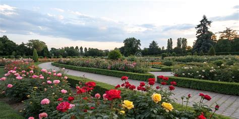 Rose Garden Landscape In The Summer Stock Illustration Illustration