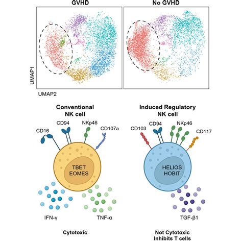 Single Cell Profiling Of Hematopoietic Stem Cell Transplant Recipients Reveals Tgf β1 And Il 2