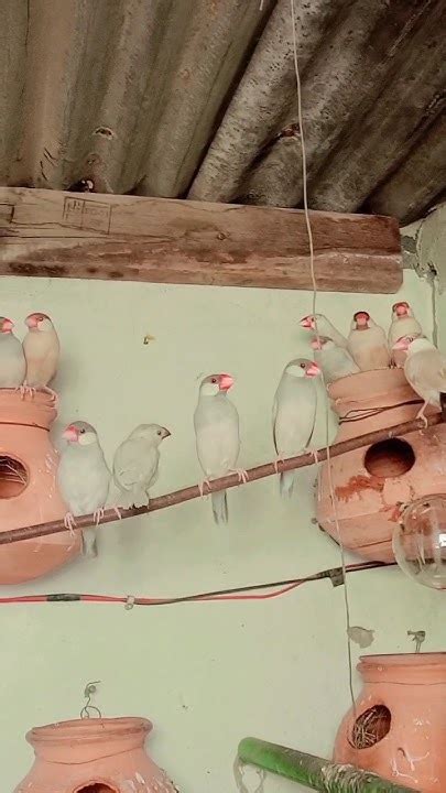 birds sundaybirdsmarketlatestupdate java birdslover zabrafinch javaprogramming youtube