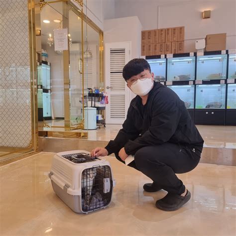 천안 2022 0049 코리안숏헤어 콩순이 책임분양 고양이보호소 유기견보호소 유기묘보호소 비숑프리제책임분양 포메라니안책임분양 말티즈책임분양 말티푸책임분양 푸들책임분양