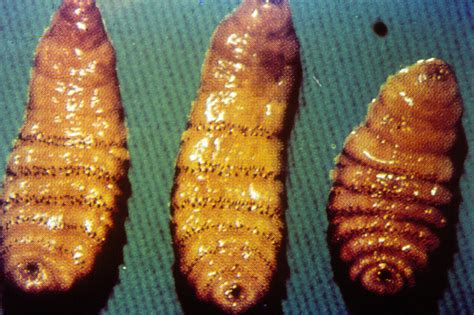 Cochliomyia Hominivorax