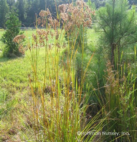 Scirpus Cyperinus