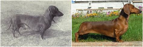 Incredible Then and Now Pictures That Show What Popular Dog Breeds Looked Like Before And After ...