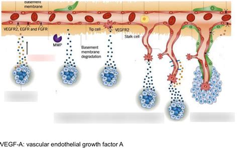 Diagram Of Anat20006 Angiogenesis Quizlet
