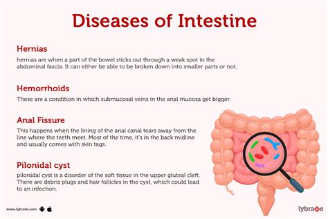 Inside Intestine