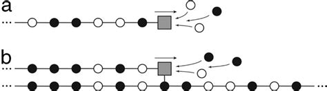 Schematic Representations Of A Copolymerization Process Without A Download Scientific Diagram