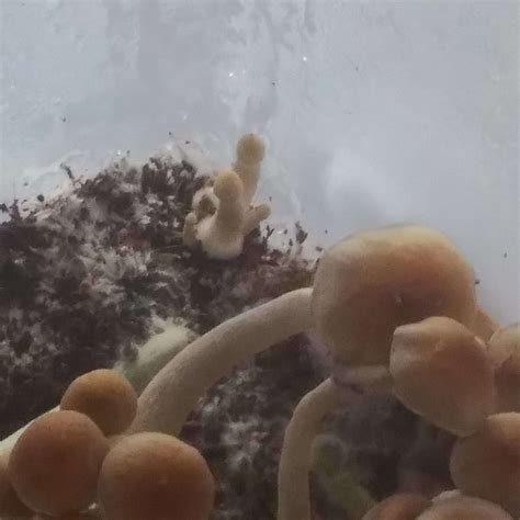 Looking For A Trichoderma On Agar Picture Mushroom Cultivation