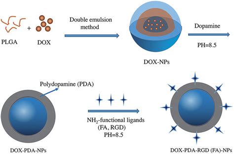 Schematic Representation Of The Preparation Procedure For Targeted And Download Scientific