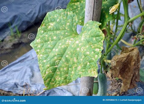 Cucumber Leaf Spot Disease Symptom Stock Image Image Of Pest Green 259586615