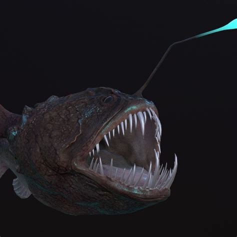 Animated Angler Fish Monkfish Angler Fish Animation Angler
