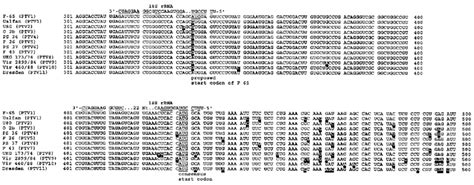 alignment of partial nucleotide sequences around the start codon of