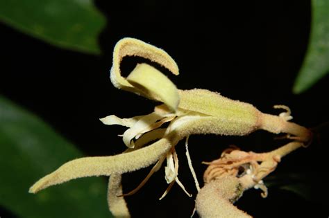Pterospermum Eflora Of India