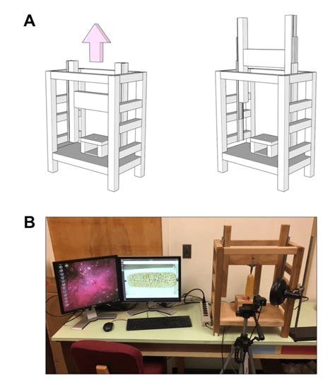 Efficient Cost Effective Maize Ear Phenotyping With Rotational Download Scientific Diagram