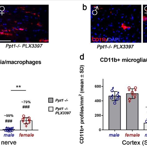 Sex Biased Depletion Of Cd11b Cells In The Cns Of Cln1 Mice Upon