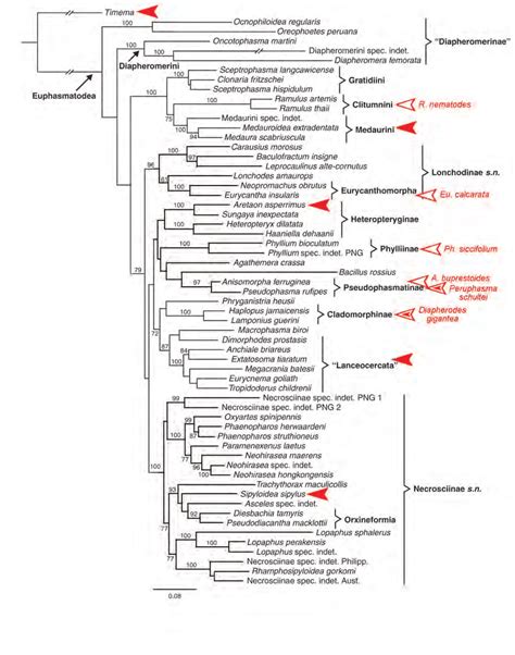 Location Of Species Used On The Phasmatodea Phylogenetic Tree Sensu