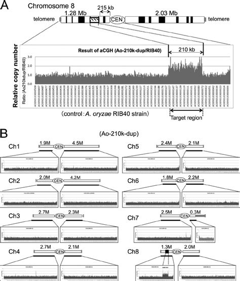 Confirmation Of Tandem Duplication Of Chromosome 8 By Using A Cgh