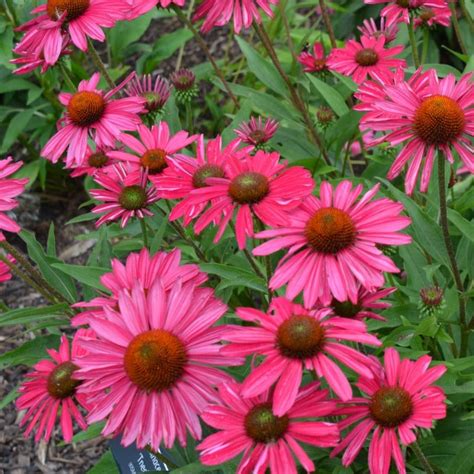 Echinacea Kismet Raspberry Knippel Garden Centre