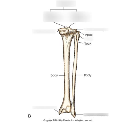 Posterior Aspect Of Tip Fib Diagram Quizlet