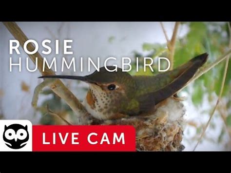 Rosie Hummingbird Nest Cam Live From La Verne Ca Natural History