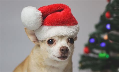 빨간 산타 크리스마스 모자를 쓴 갈색 짧은 머리 치와와 개는 크리스마스 트리와 빨간색과 녹색 선물 상자가 있는 흰색 배경에 앉아