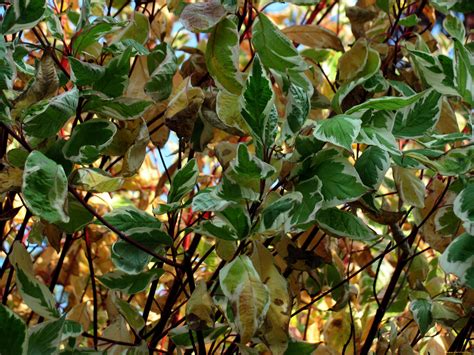 Обои Природа Листья обои для рабочего стола фотографии природа