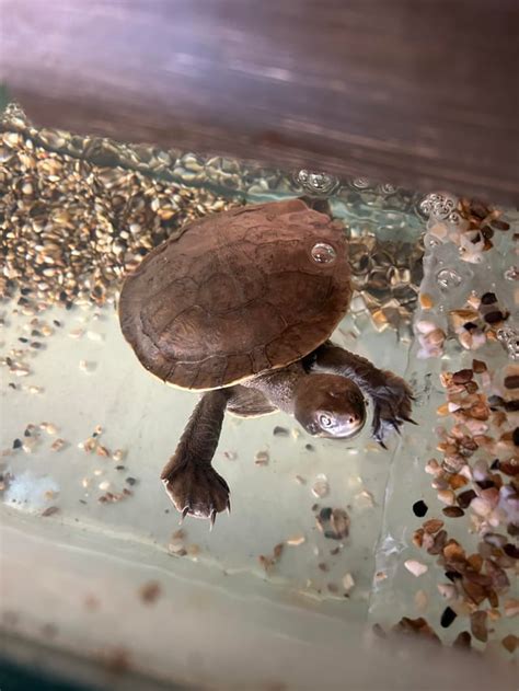 I Need Help With Identification Of Turtle Breed Rturtle