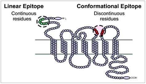 Epitope Mapping Service Mtoz Biolabs