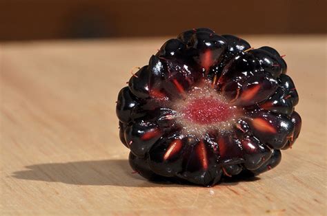 Raspberry Annoying Orange Fanon Wiki Fandom