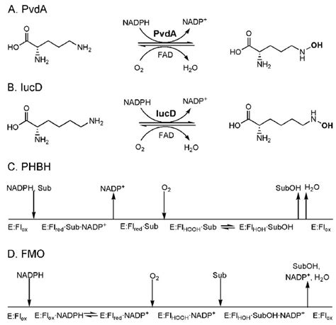 Biochemical Characterization Of An Fad Dependent Monooxygenase The Ornithine Hydroxylase From