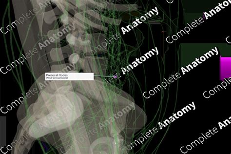Prececal Nodes Complete Anatomy