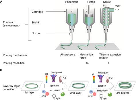 Printability And Shape Fidelity Of Bioinks In 3d Bioprinting Chemical Reviews