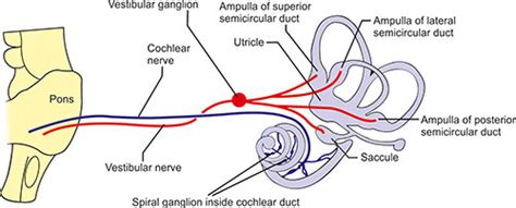 Cochlear Nerve Pathway