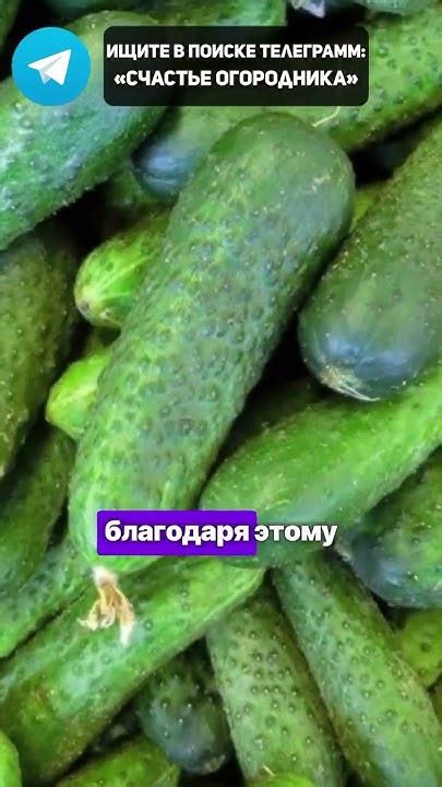 НИКОГДА Не Покупаю НАВОЗ Просто Вношу Это Средство… огород сад дача урожай навоз Youtube