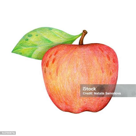 녹색 잎이있는 빨간색 익은 사과 색연필로 손으로 그린 고립 과일에 대한 스톡 벡터 아트 및 기타 이미지 과일 드로잉 사과 Istock
